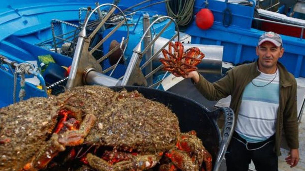 El marisco gallego se encarece un 33% para esta Navidad | El Periódico ...