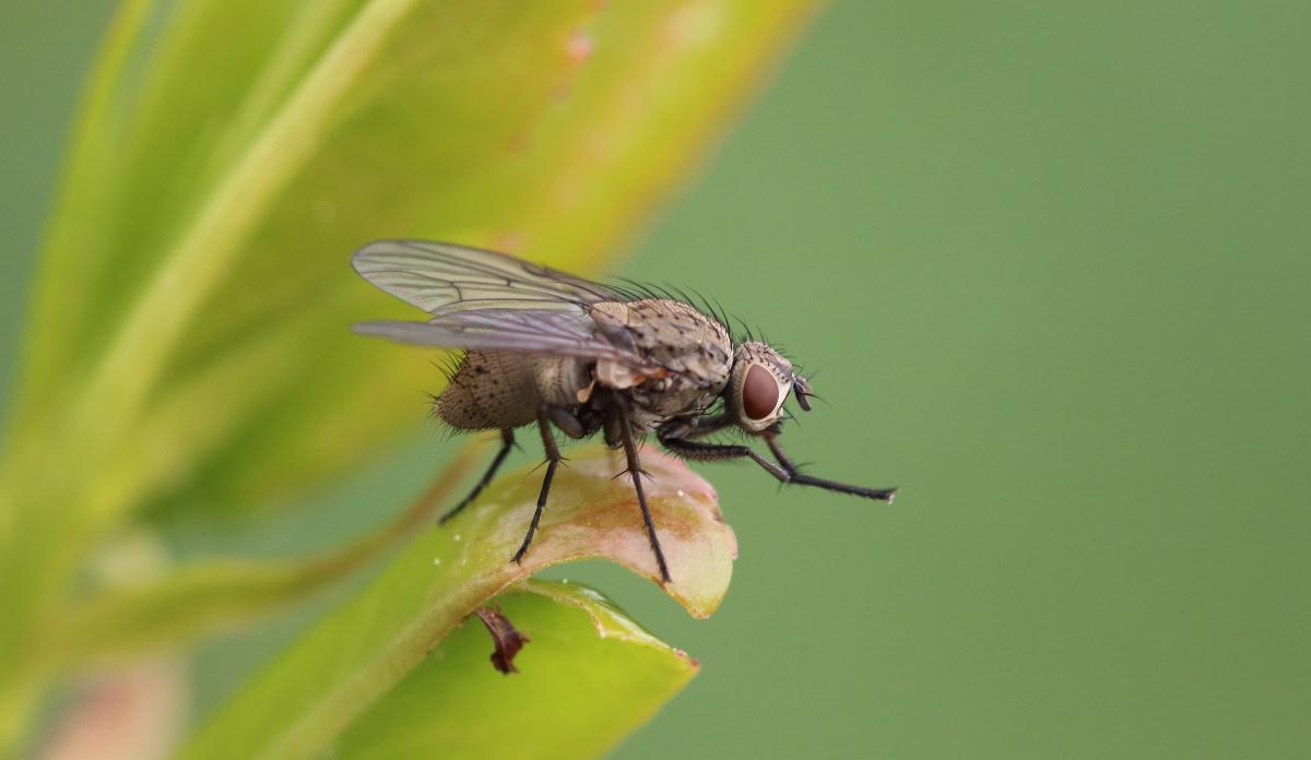 ALERTA MOSCA NEGRA | Alerta por invasión en Madrid: esta mosca negra ...