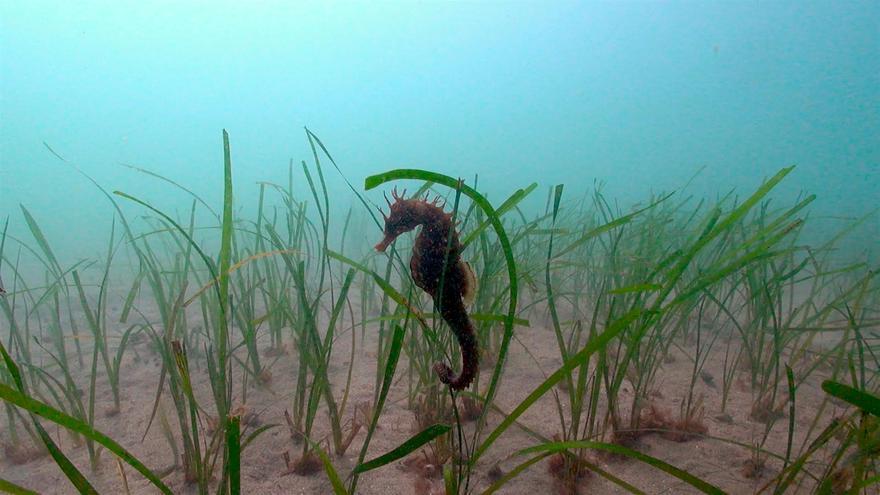 - "Threats to Seahorses: Climate Change, Overfishing, and Poaching ...