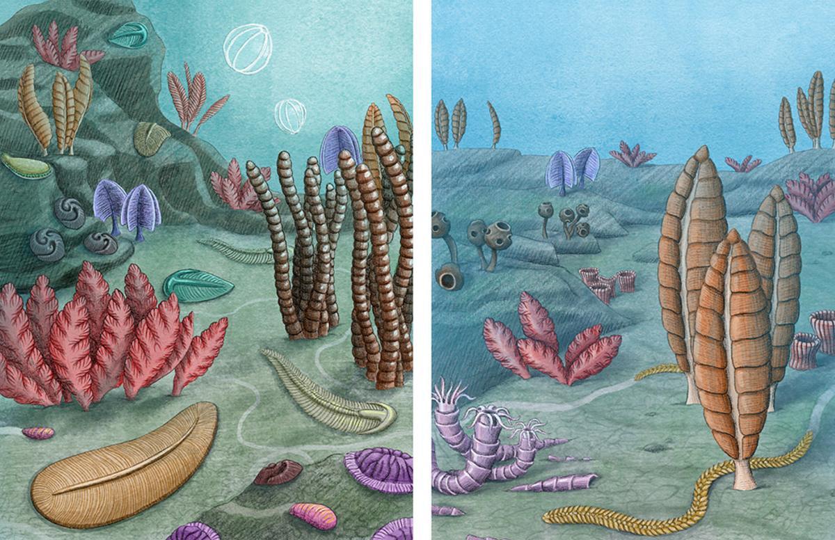 Resuelto el misterio de la primera extinción masiva del mundo animal ...